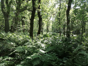 Download | Citrine Programming Language