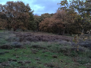 Download | Citrine Programming Language